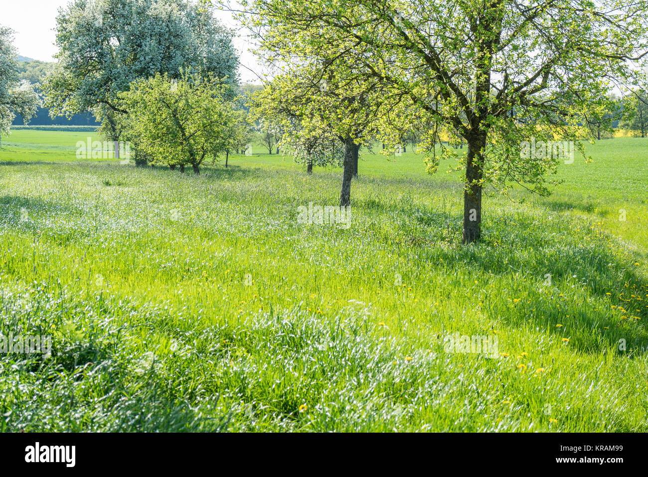 fruit trees at springtime Stock Photo - Alamy