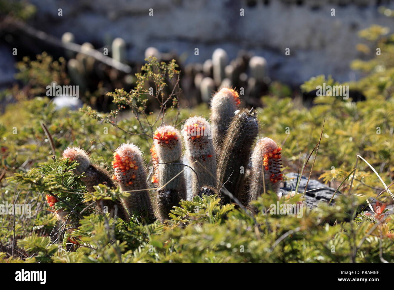 cacti in the caatinga in brazil Stock Photo - Alamy