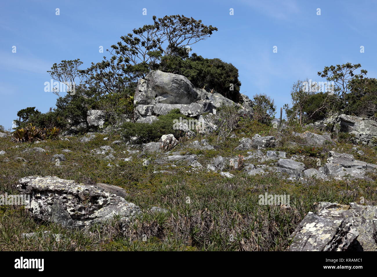 the caatinga landscape in northeast brazil Stock Photo - Alamy