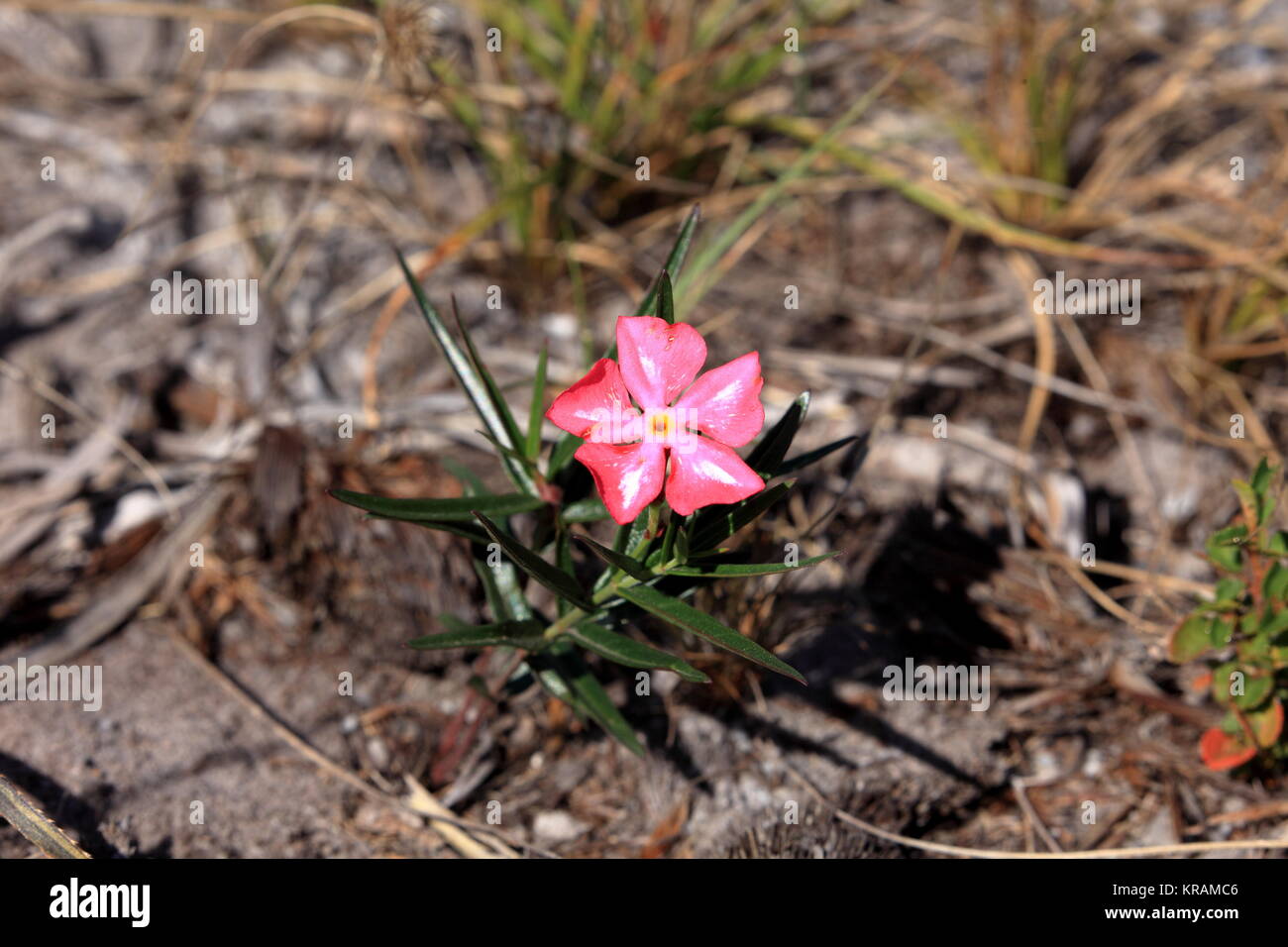 pink blooming flower in the caatinga in brazil Stock Photo - Alamy