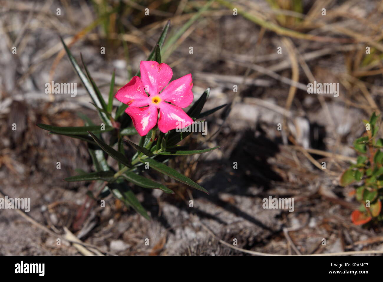 pink blooming flower in the caatinga in brazil Stock Photo - Alamy