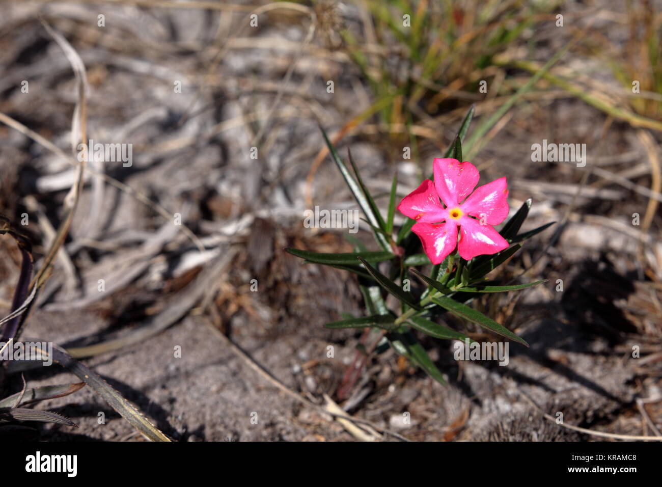pink blooming flower in the caatinga in brazil Stock Photo - Alamy