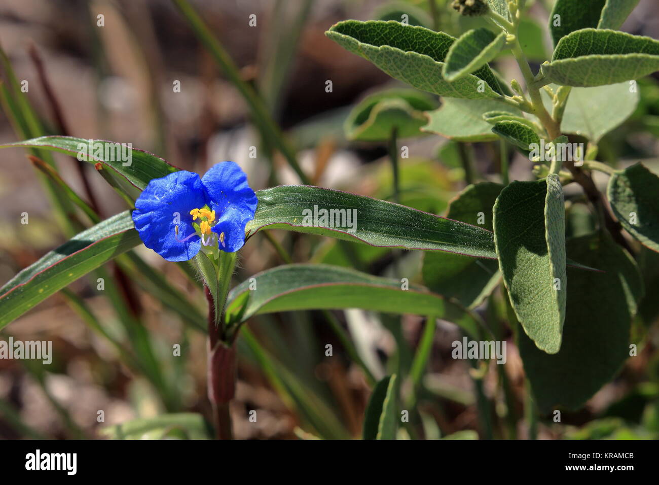 blue flower in the caatinga in brazil Stock Photo - Alamy