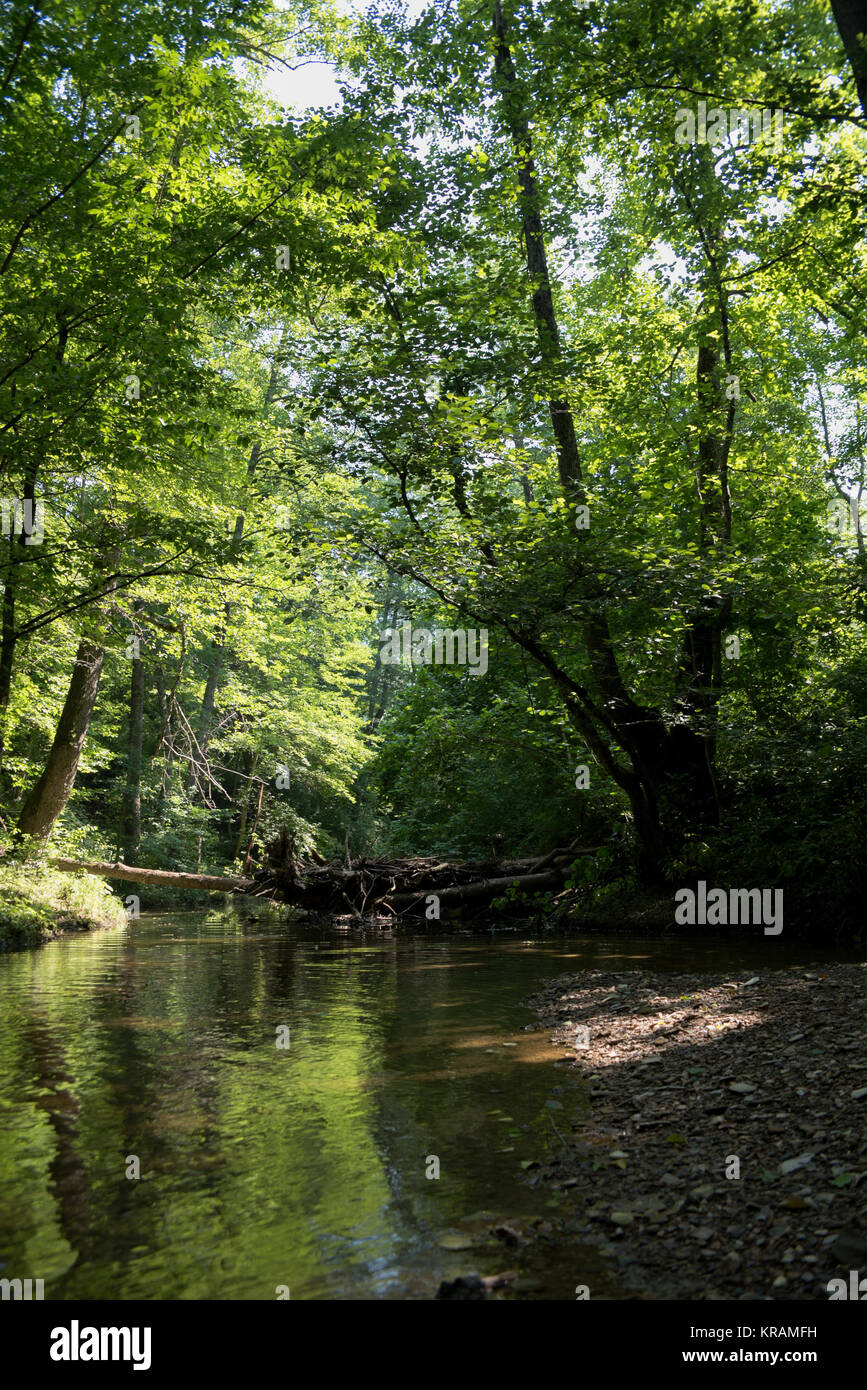 Mountain river flowing through the green forest Stock Photo - Alamy