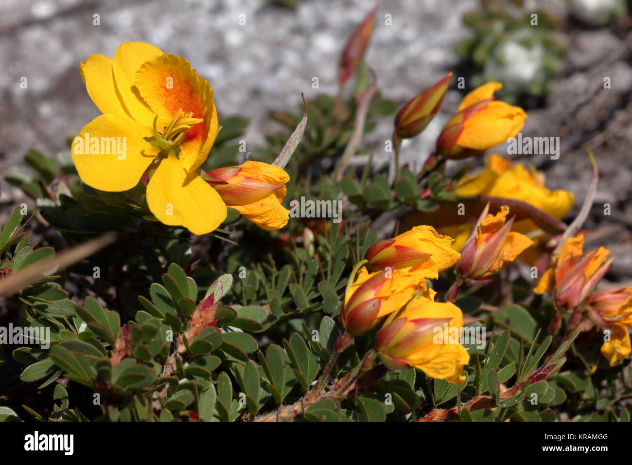 Caatinga flower hi-res stock photography and images - Alamy