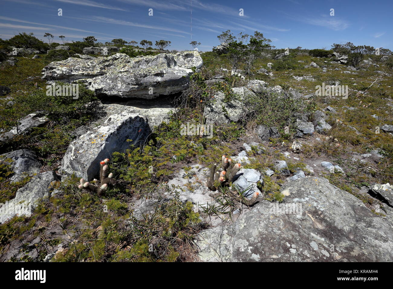 the caatinga landscape in northeast brazil Stock Photo - Alamy