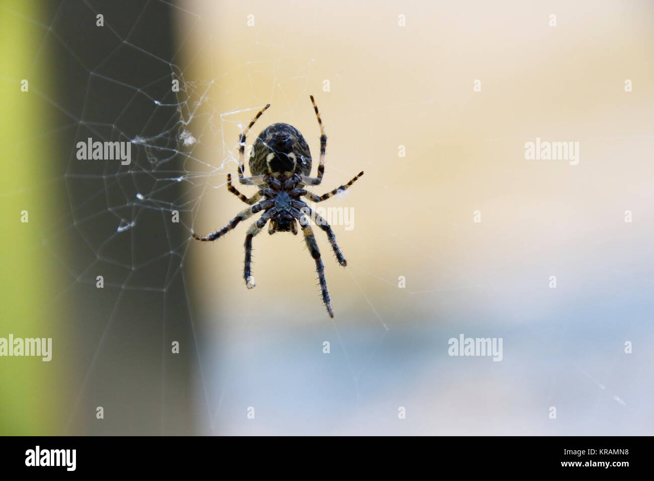 little spider in cobweb einerm Stock Photo - Alamy