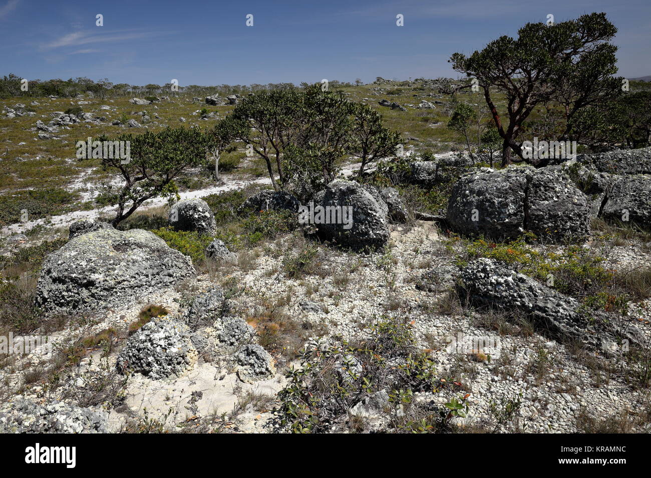 the caatinga landscape in northeast brazil Stock Photo - Alamy