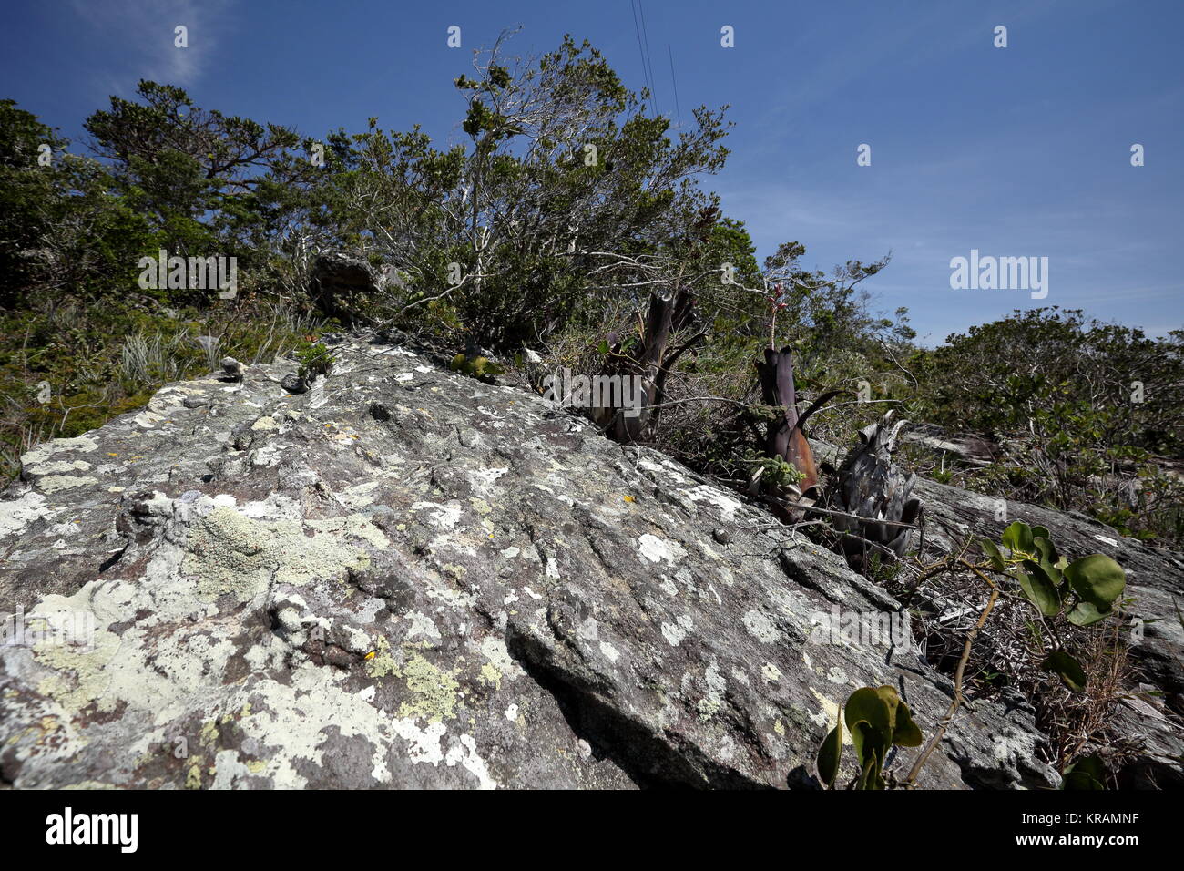 the caatinga landscape in northeast brazil Stock Photo - Alamy
