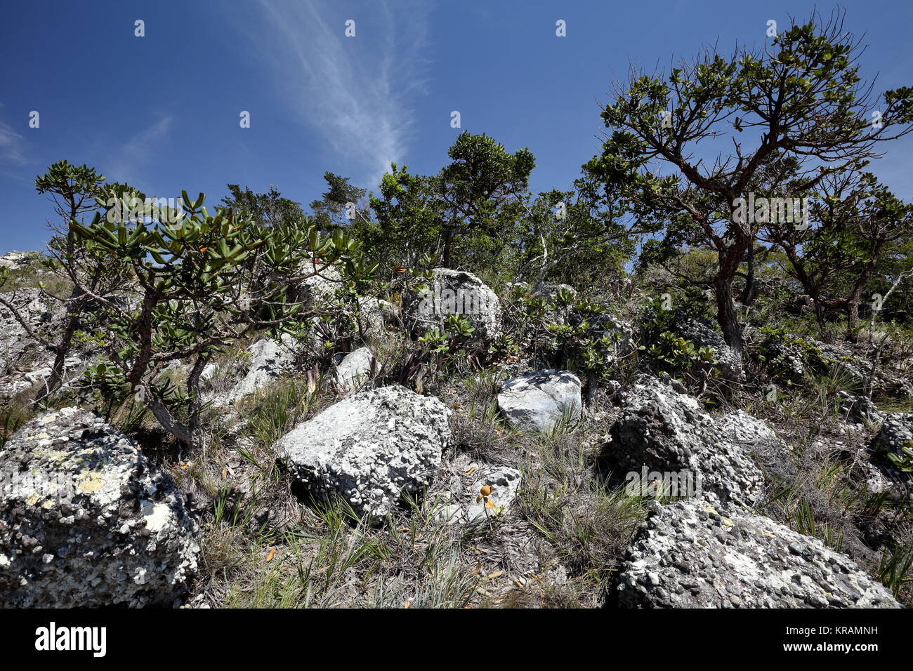 the caatinga landscape in northeast brazil Stock Photo - Alamy