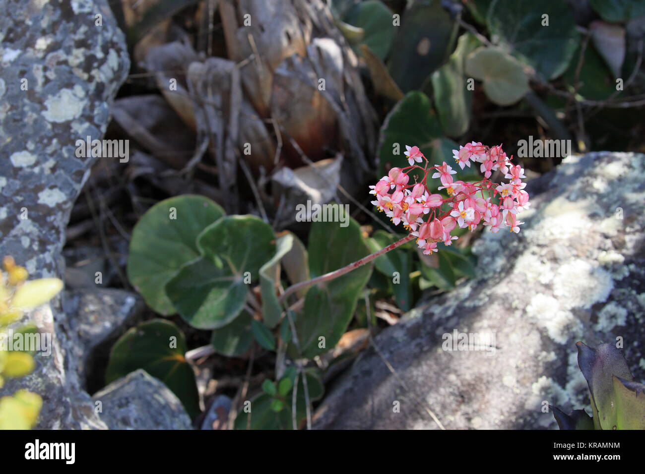 Caatinga flower hi-res stock photography and images - Alamy