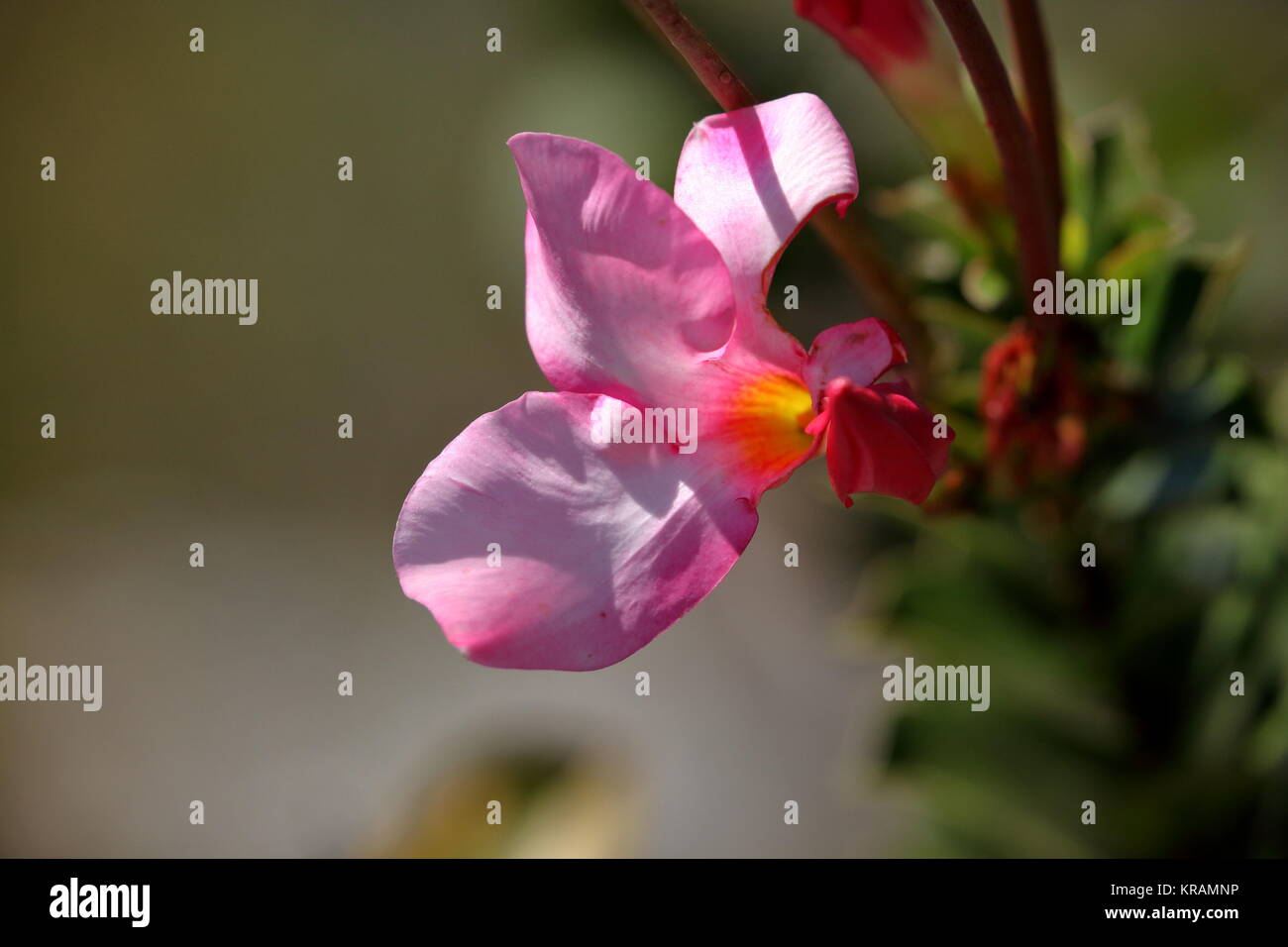 pink flower in the caatinga in brazil Stock Photo - Alamy