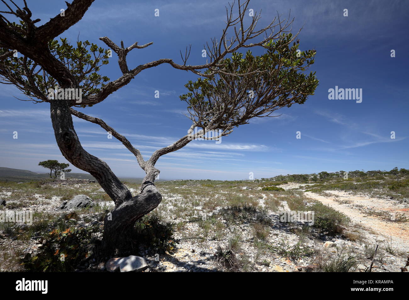 the caatinga landscape in northeast brazil Stock Photo - Alamy