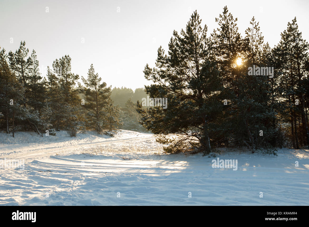 Snowy forest scene Stock Photo - Alamy