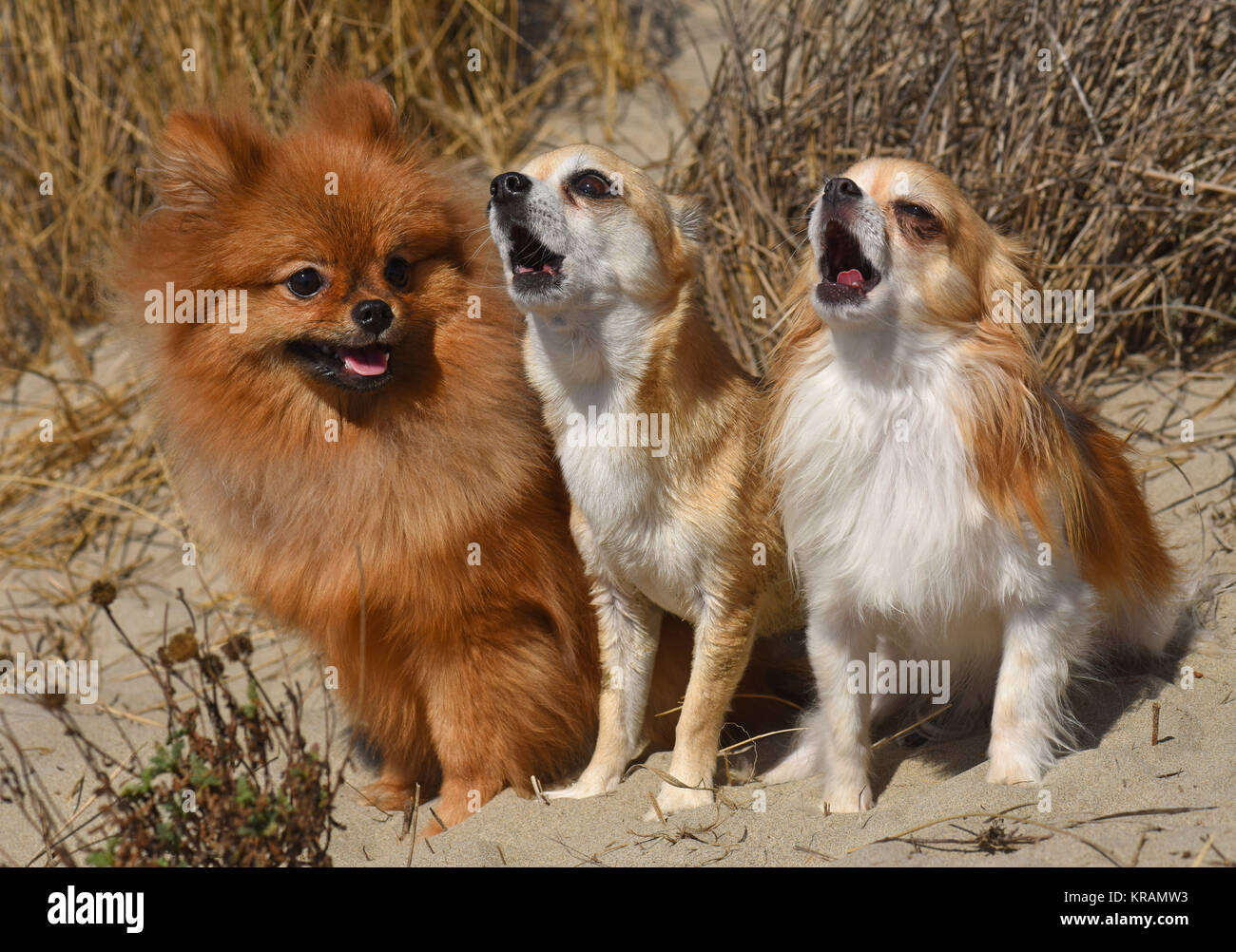 tree little dogs standing in the sand Stock Photo - Alamy