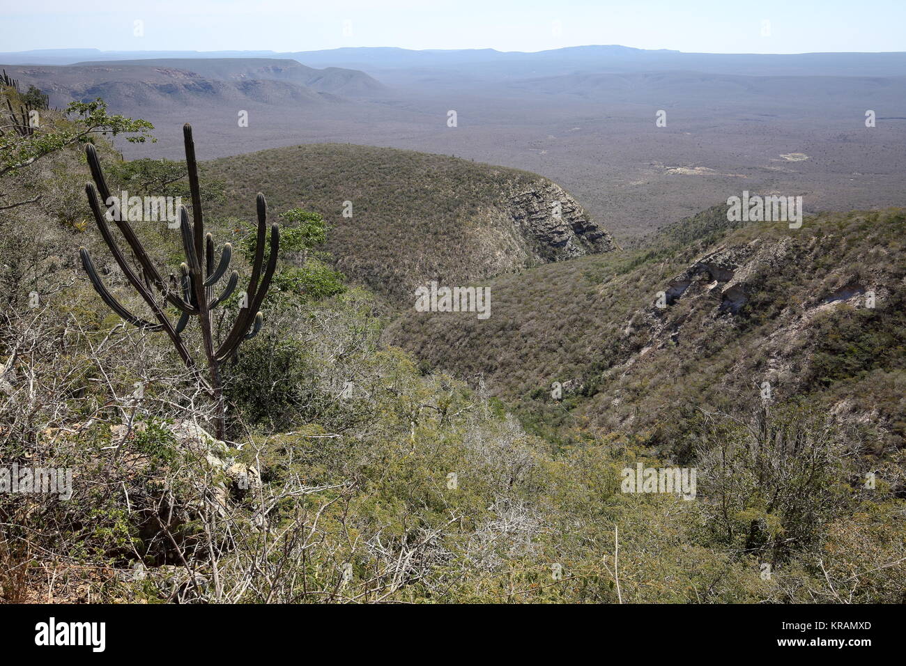 the caatinga landscape in northeast brazil Stock Photo - Alamy