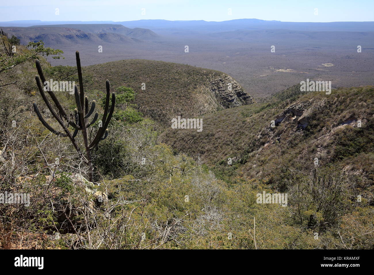 the caatinga landscape in northeast brazil Stock Photo - Alamy