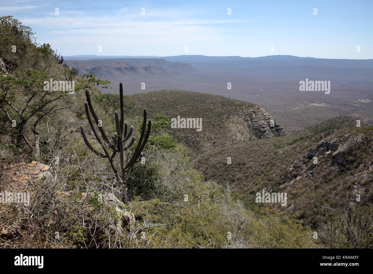 the caatinga landscape in northeast brazil Stock Photo - Alamy