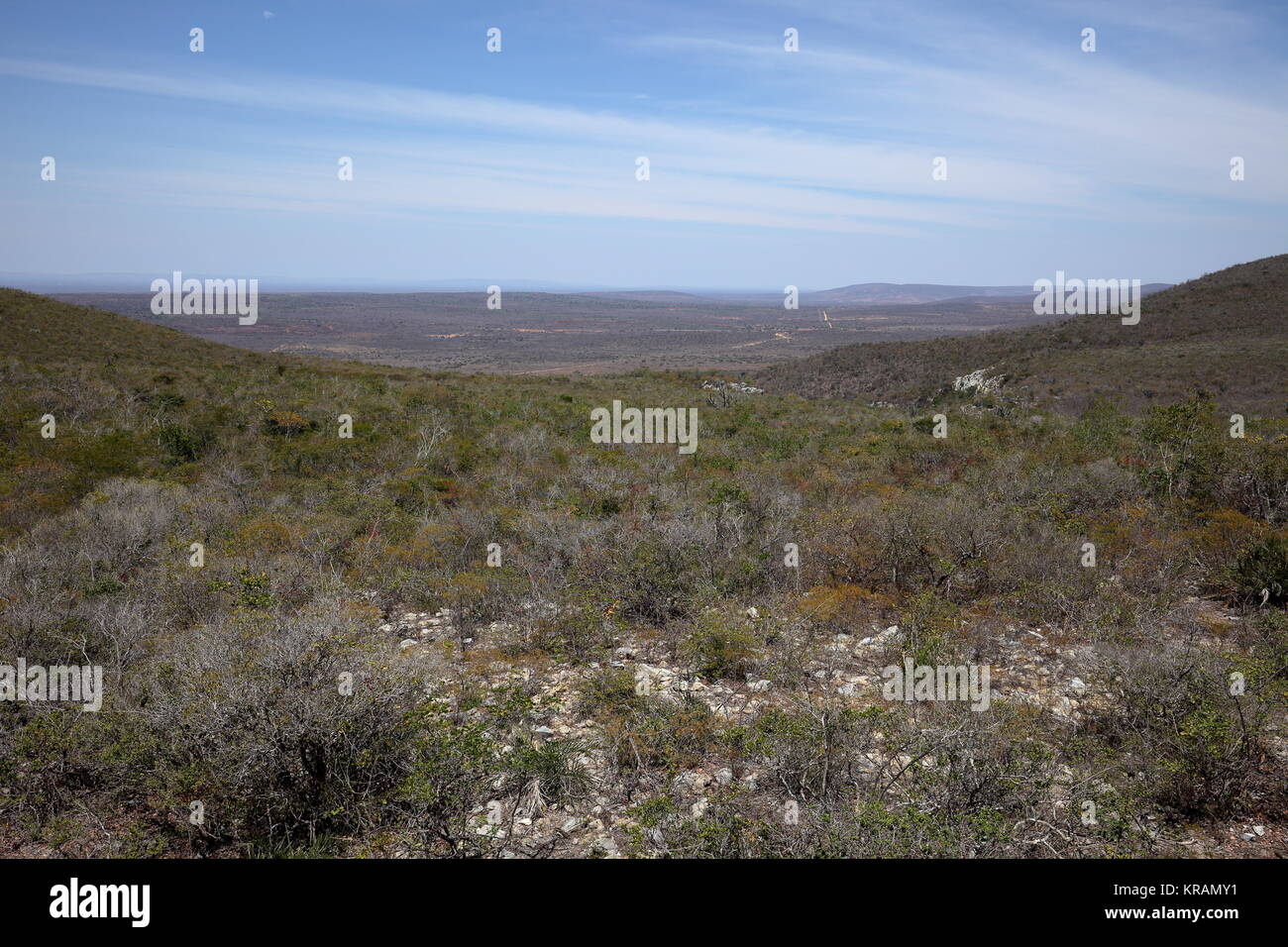 the caatinga landscape in northeast brazil Stock Photo - Alamy