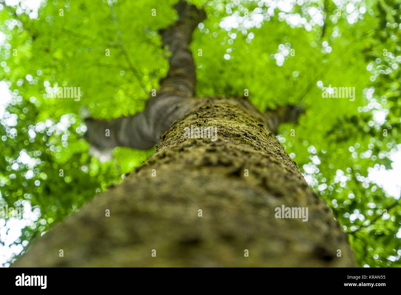 bottom up tree Stock Photo - Alamy