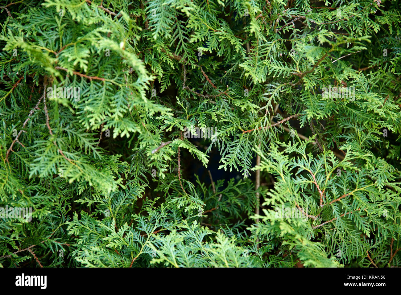 green thuja leaves background Stock Photo - Alamy