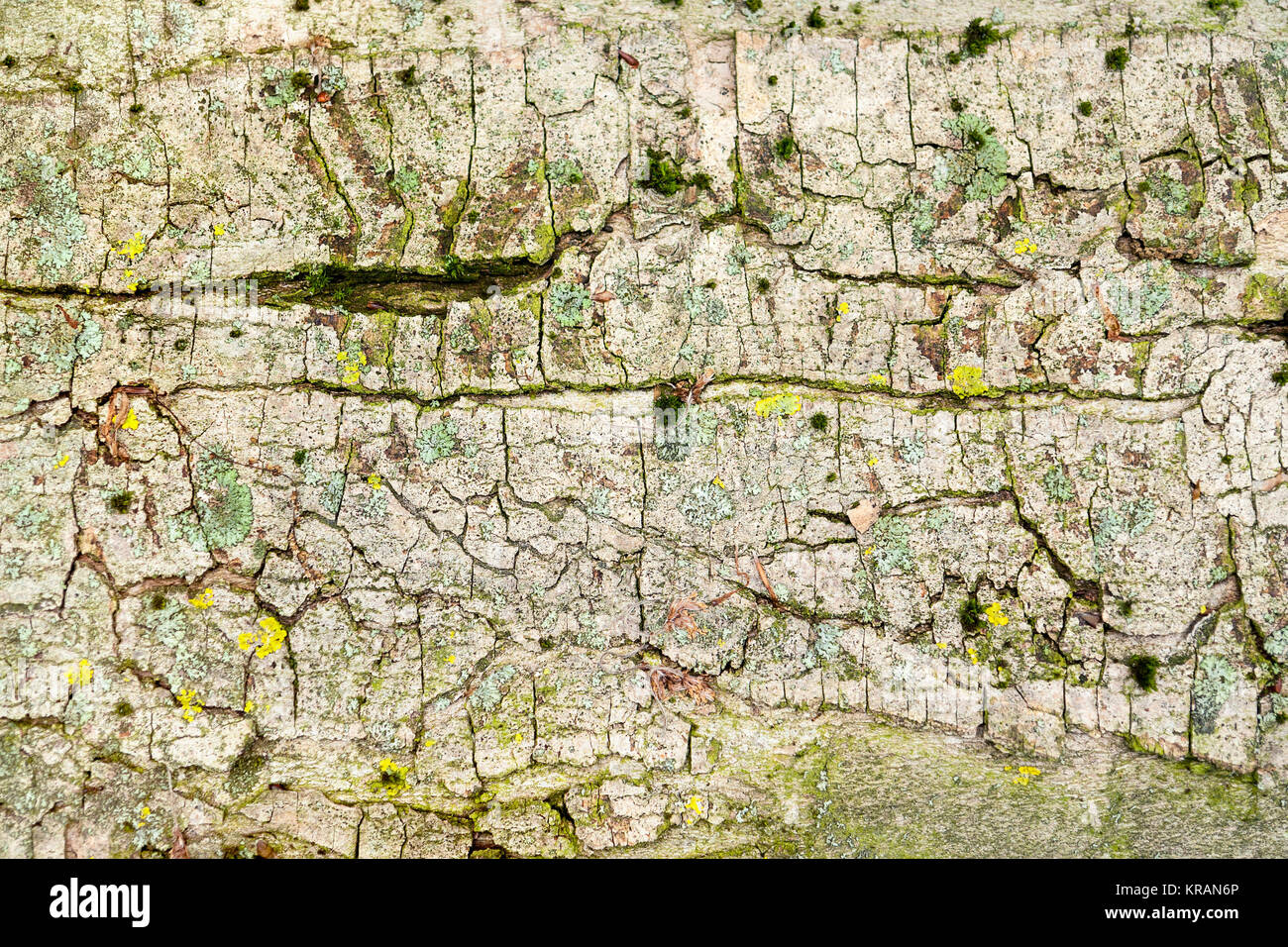 Fissured bark hi-res stock photography and images - Alamy