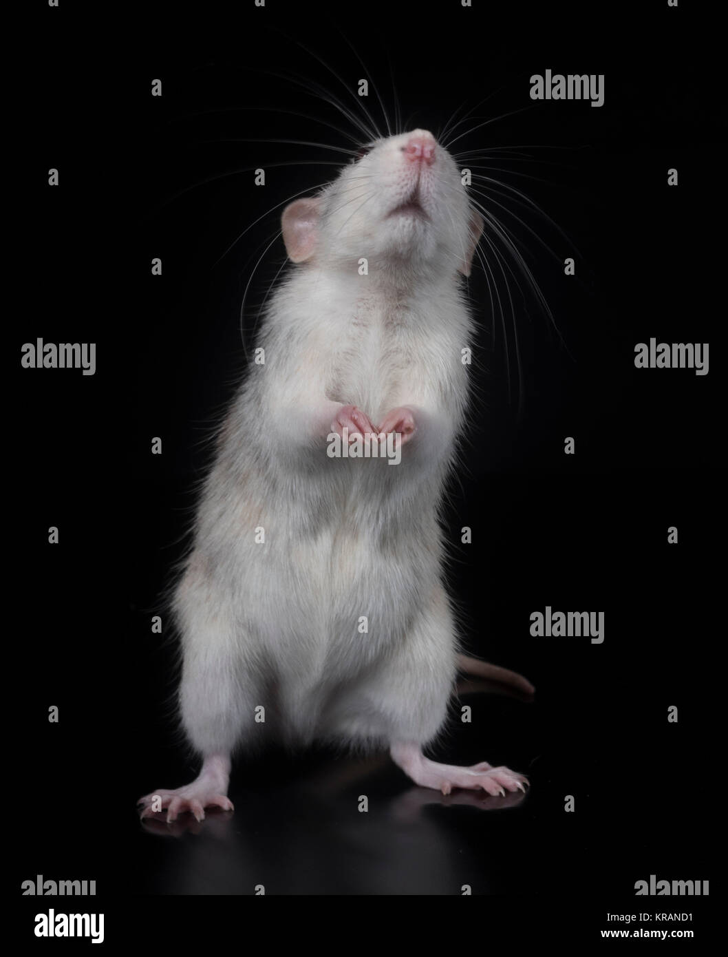 Young rat hi-res stock photography and images - Alamy