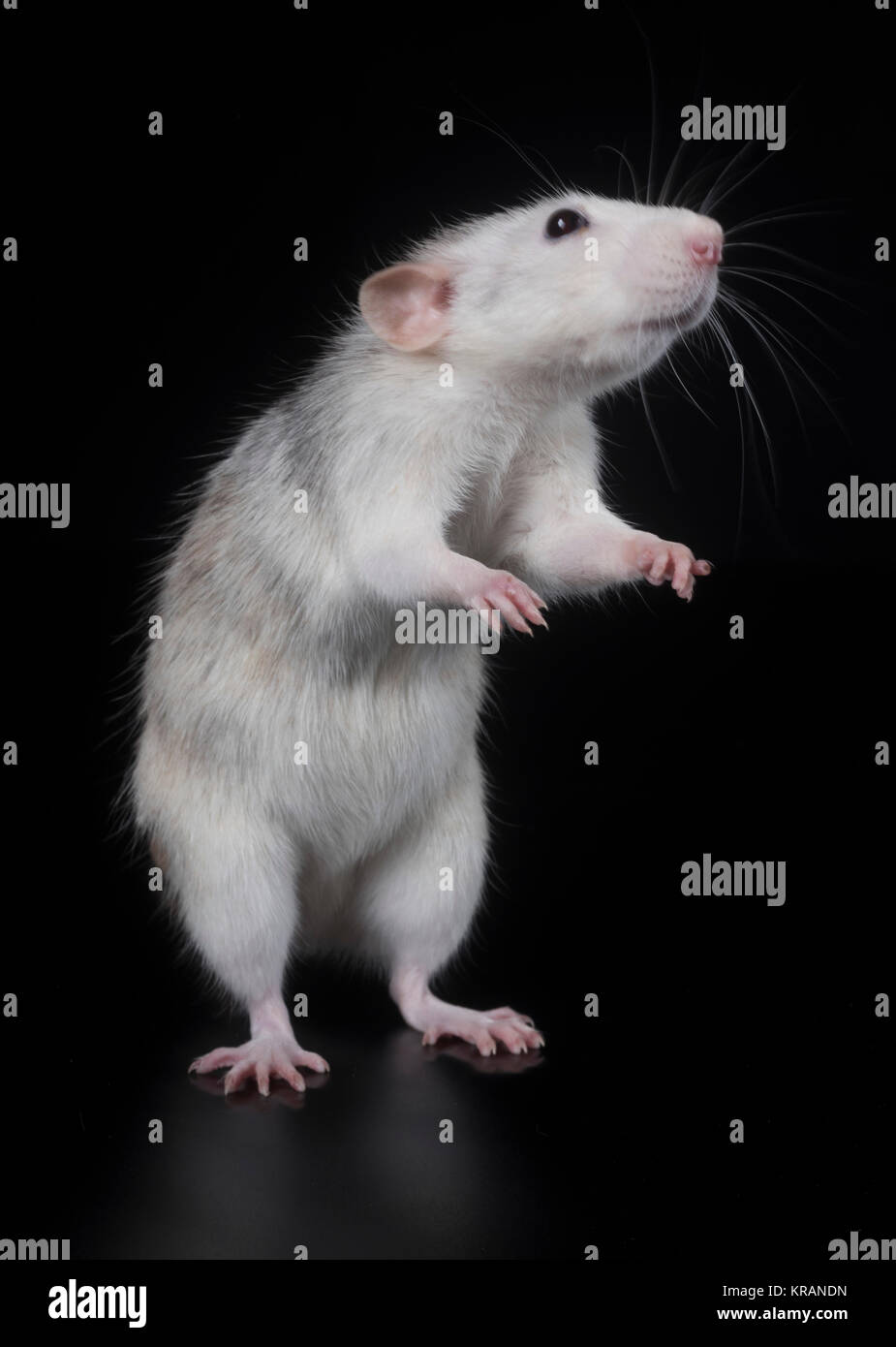 young rat in front of black background Stock Photo - Alamy