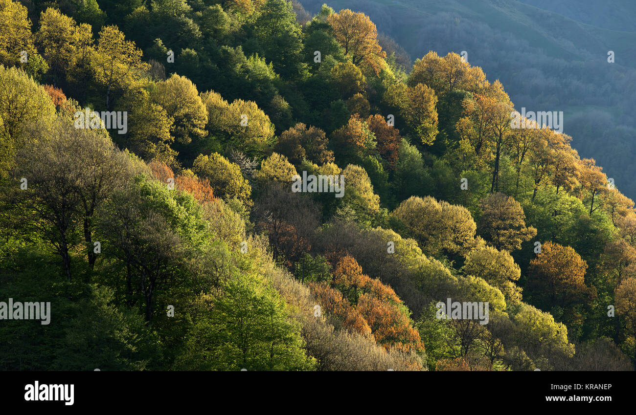 Forest growing on the hillside Stock Photo - Alamy
