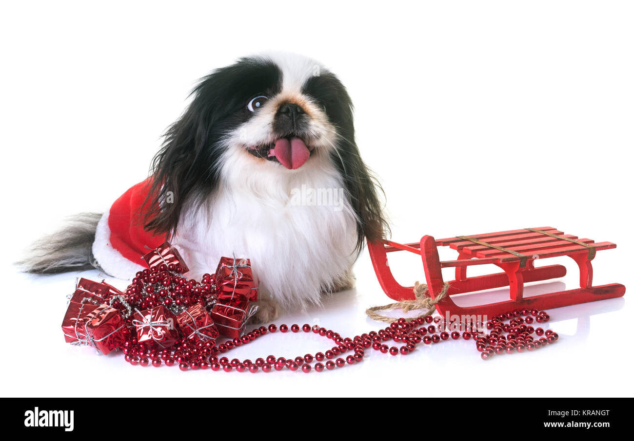 Pekingese dog in christmas hi-res stock photography and images - Alamy