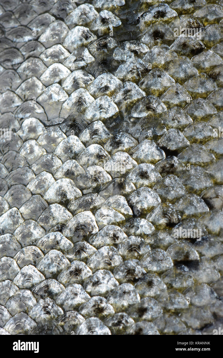 raw salmon skin Stock Photo - Alamy