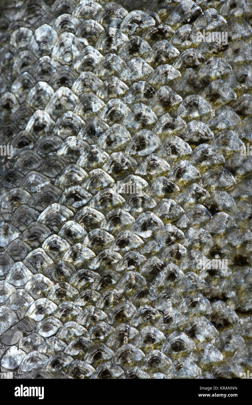 raw salmon skin Stock Photo - Alamy