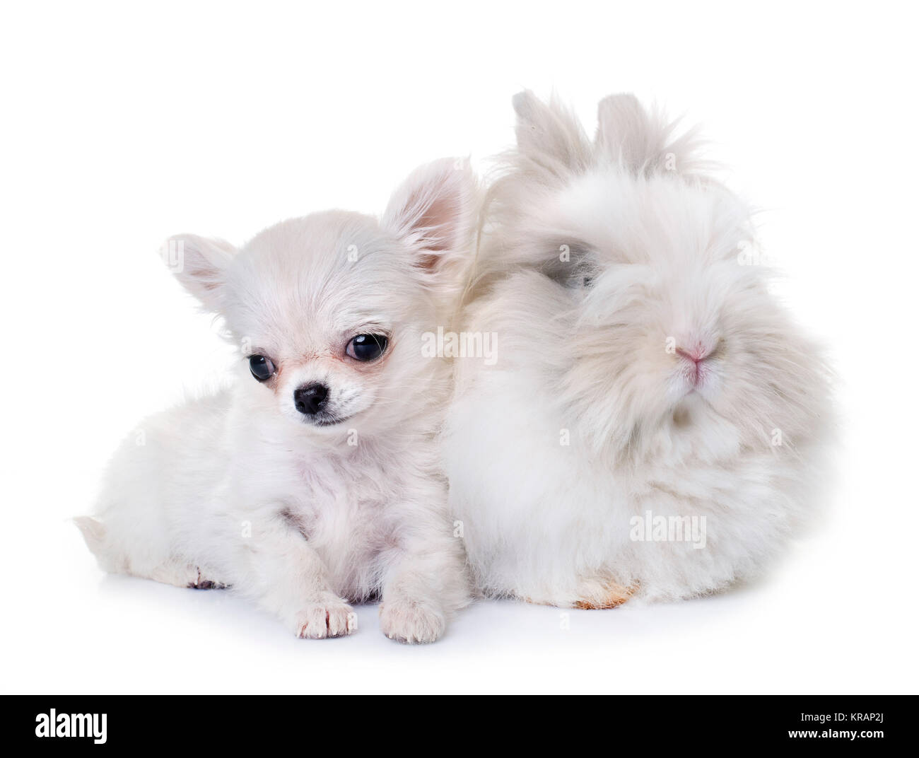 dwarf rabbit and puppy chihuahua in studio Stock Photo - Alamy