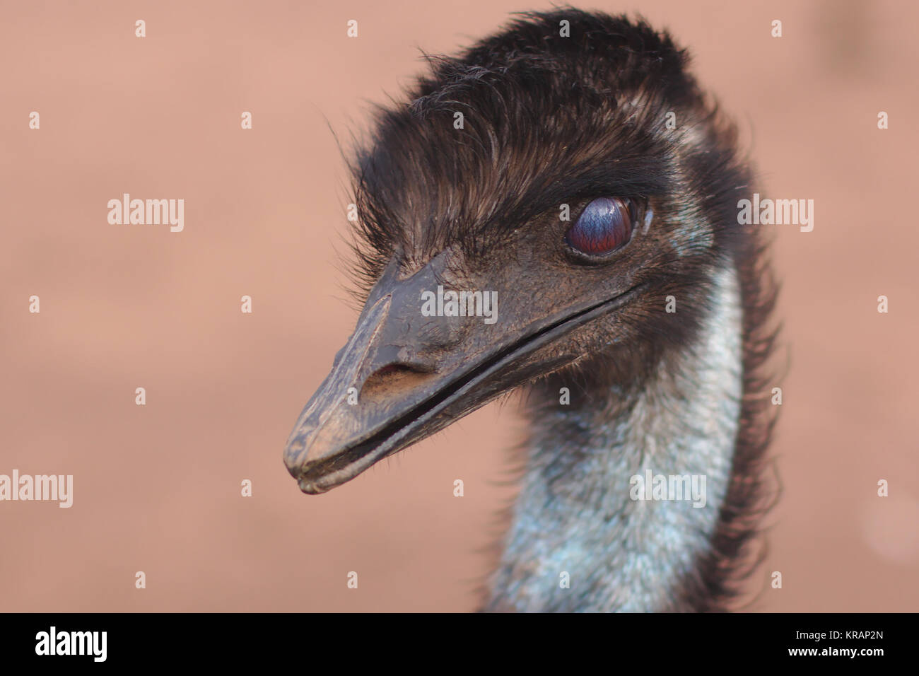 Scary emu hi-res stock photography and images - Alamy
