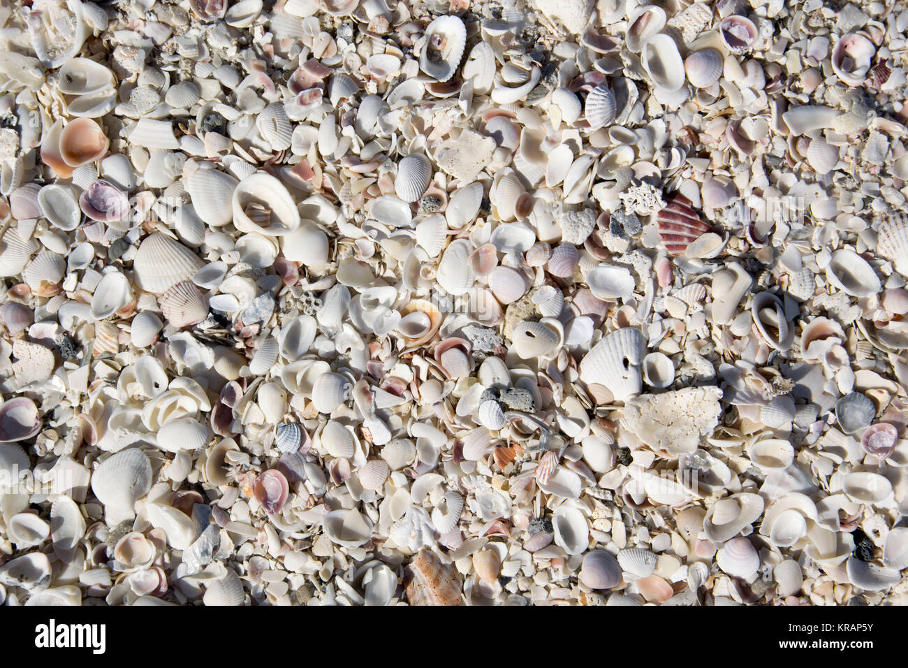 Napfschnecken hi-res stock photography and images - Alamy