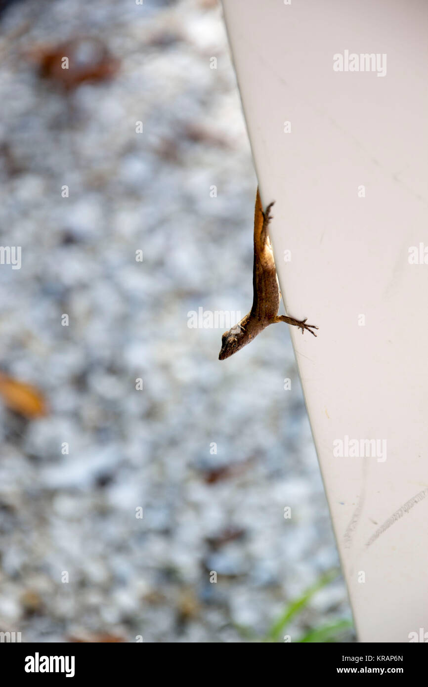 Ring lizard hi-res stock photography and images - Alamy