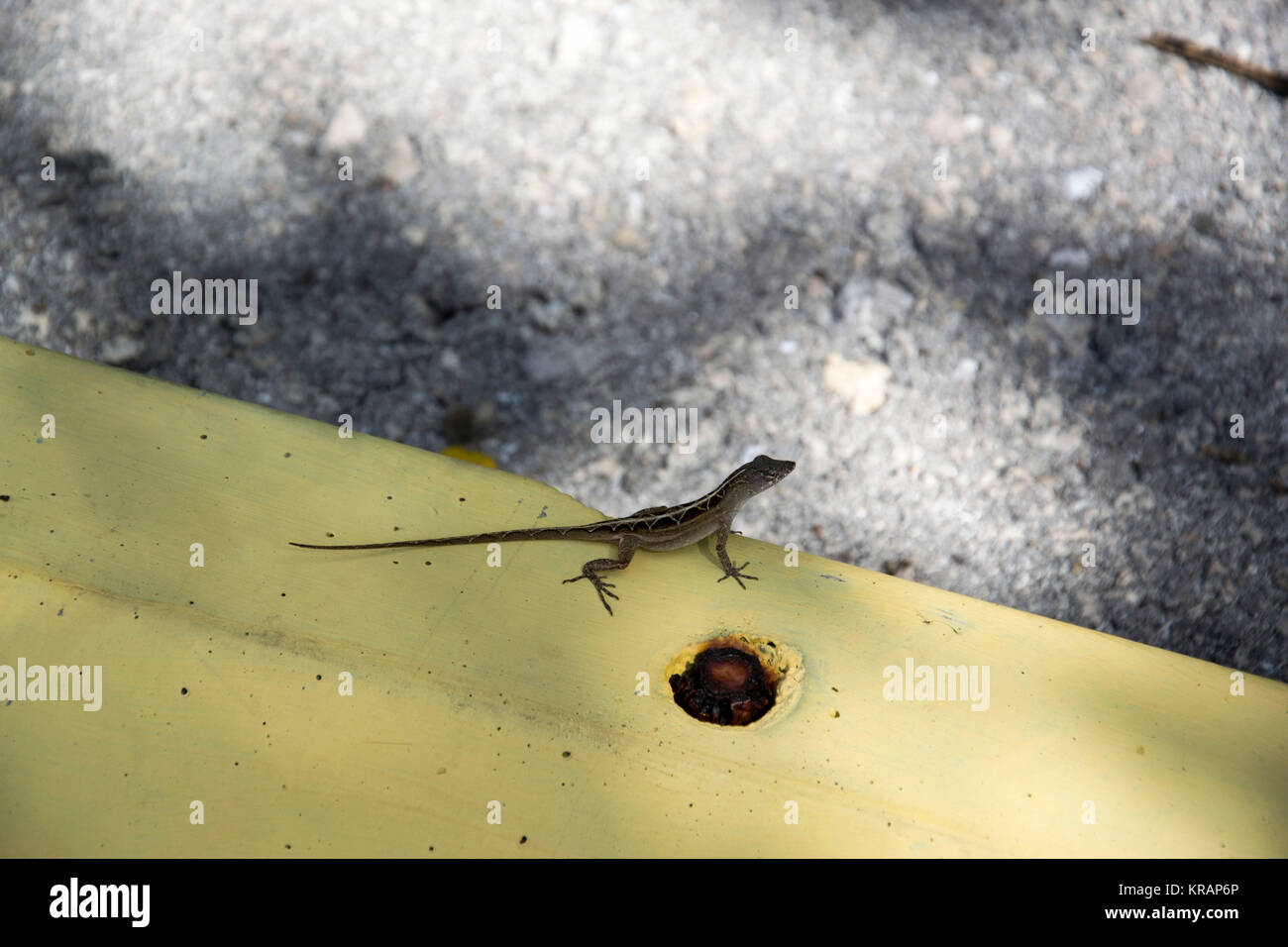 Ring lizard hi-res stock photography and images - Alamy