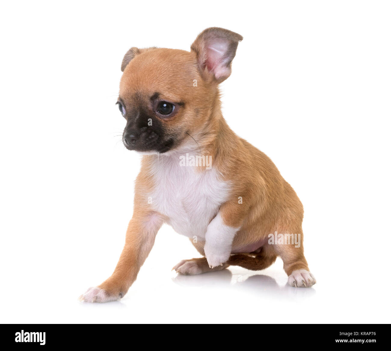 puppy chihuahua in front of white background Stock Photo - Alamy