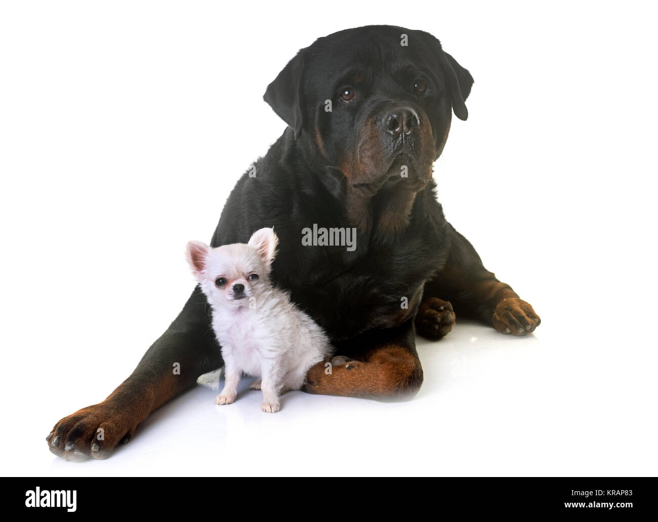 puppy chihuahua and rottweiler in front of white background Stock Photo ...