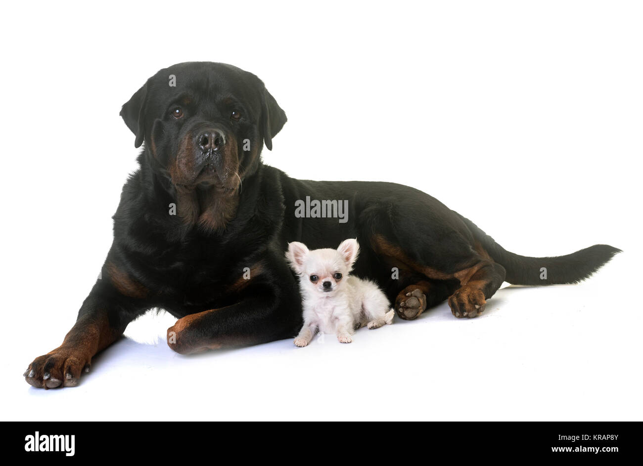 puppy chihuahua and rottweiler in front of white background Stock Photo ...