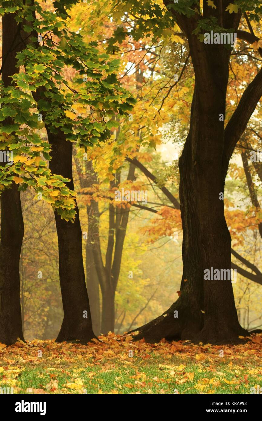 park autumn trees Stock Photo - Alamy