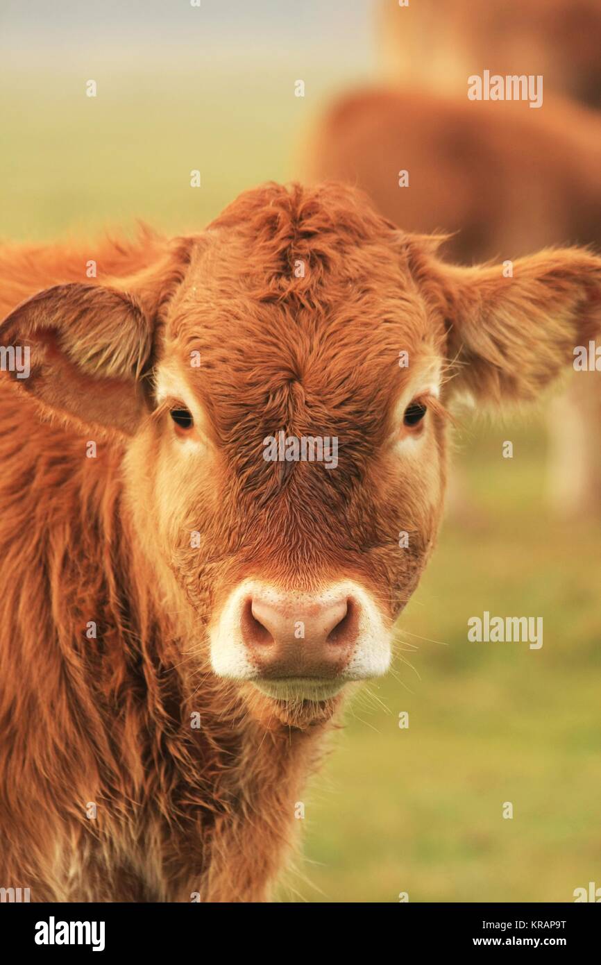 curious young cow Stock Photo - Alamy
