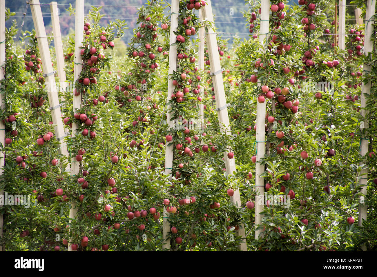 View landscape of mountain and Oetztal tiroler village with Apple farm ...