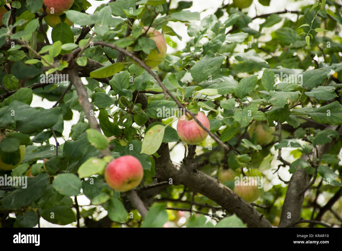 Apple tree at riverside of Passer river at Meran or Merano city in ...