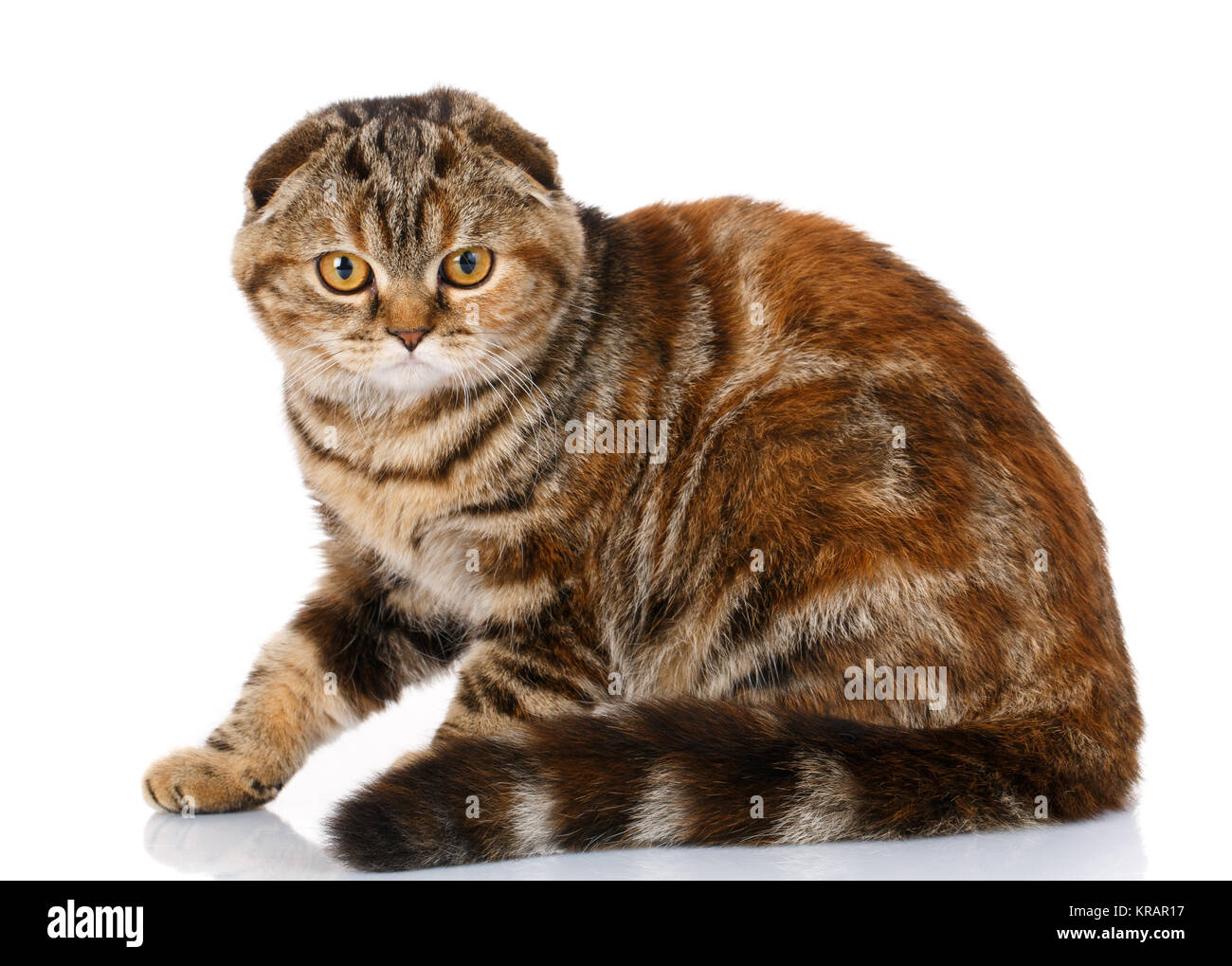 Scottish Fold Cat Sitting