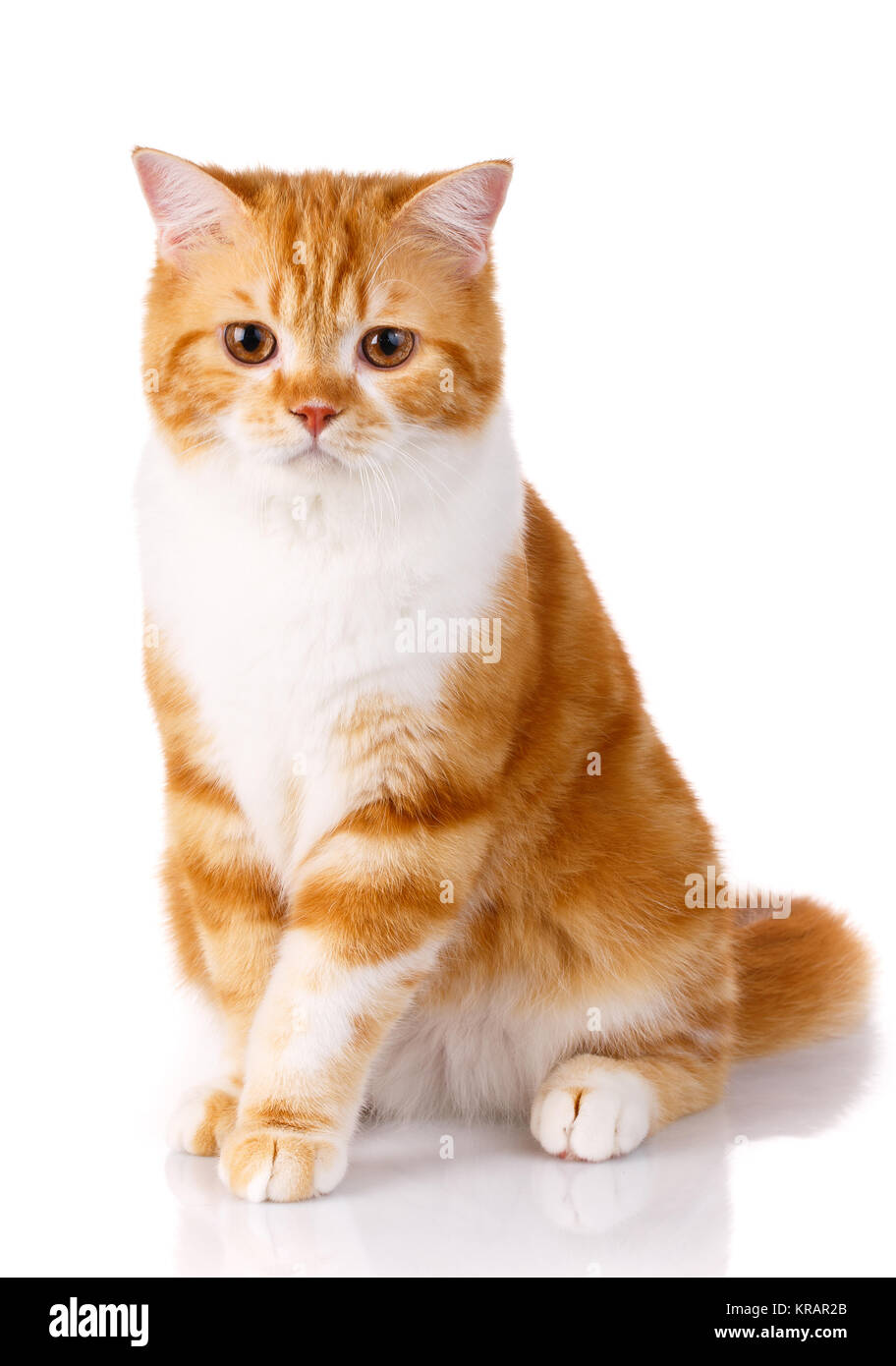 red cat sits on a white background Stock Photo - Alamy