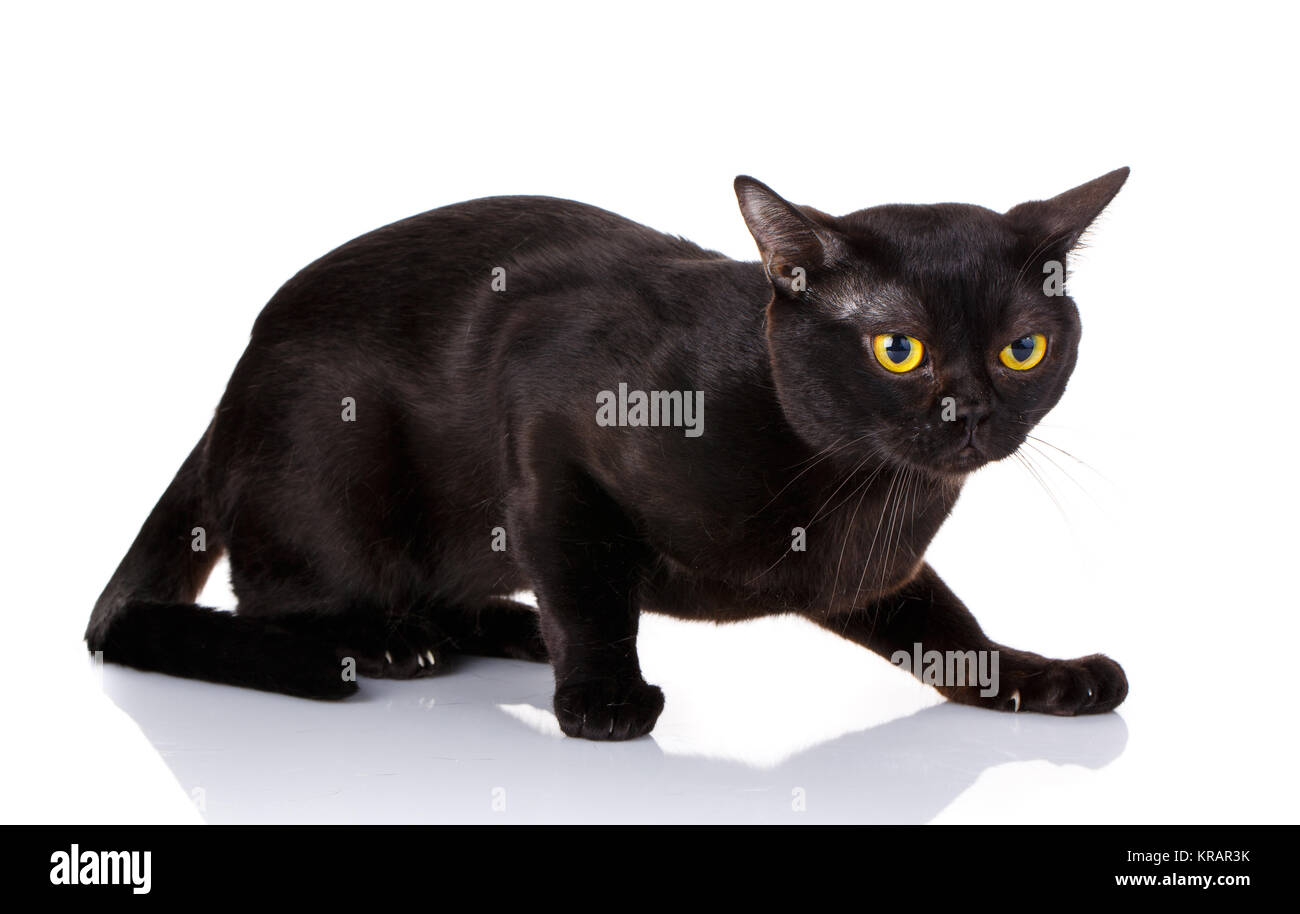 black cat crouched on a white background Stock Photo - Alamy