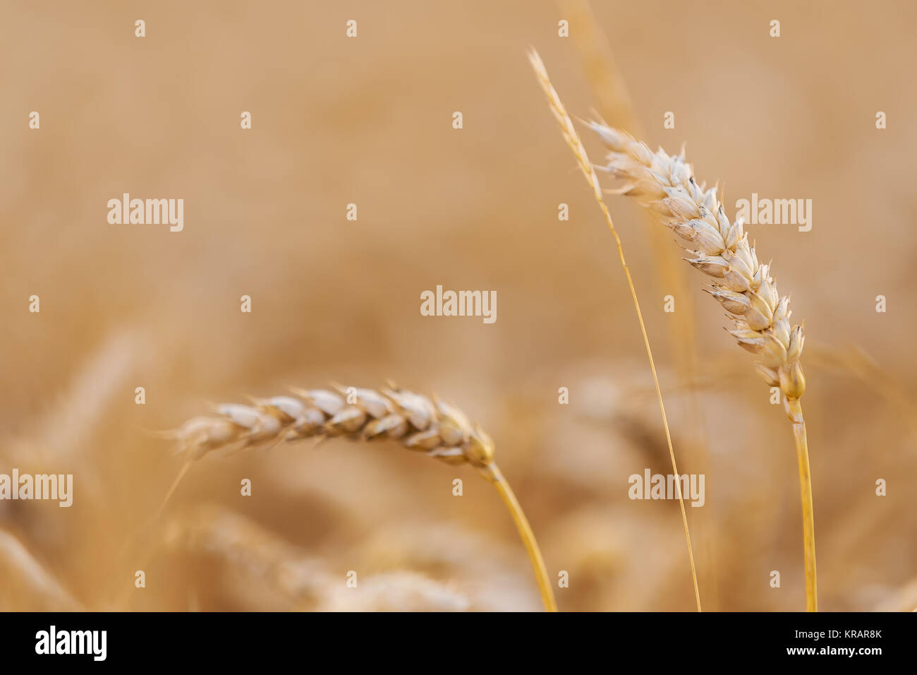 Organic golden spring wheat grains Stock Photo - Alamy