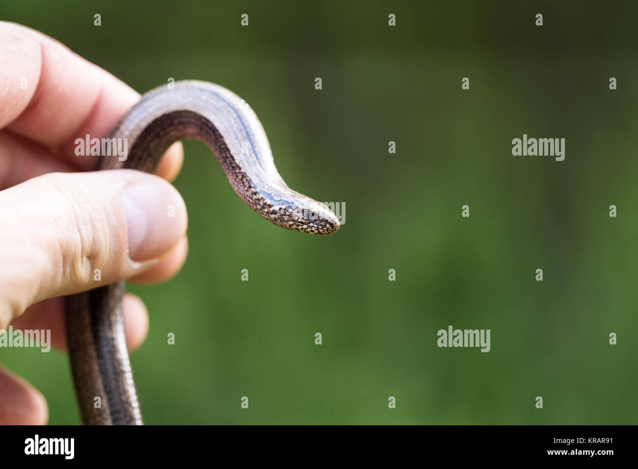 Blindworm on soil hi-res stock photography and images - Alamy