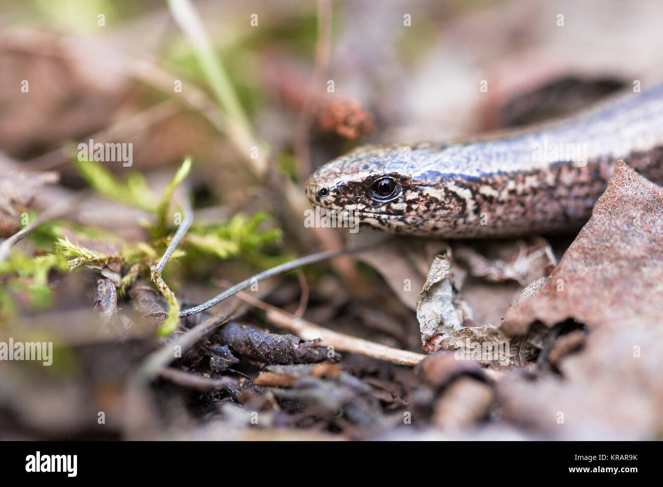 Blindworm on soil hi-res stock photography and images - Alamy